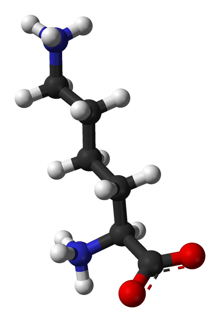 Glicina, prolina y Lisina | Aminoácidos del Colágeno